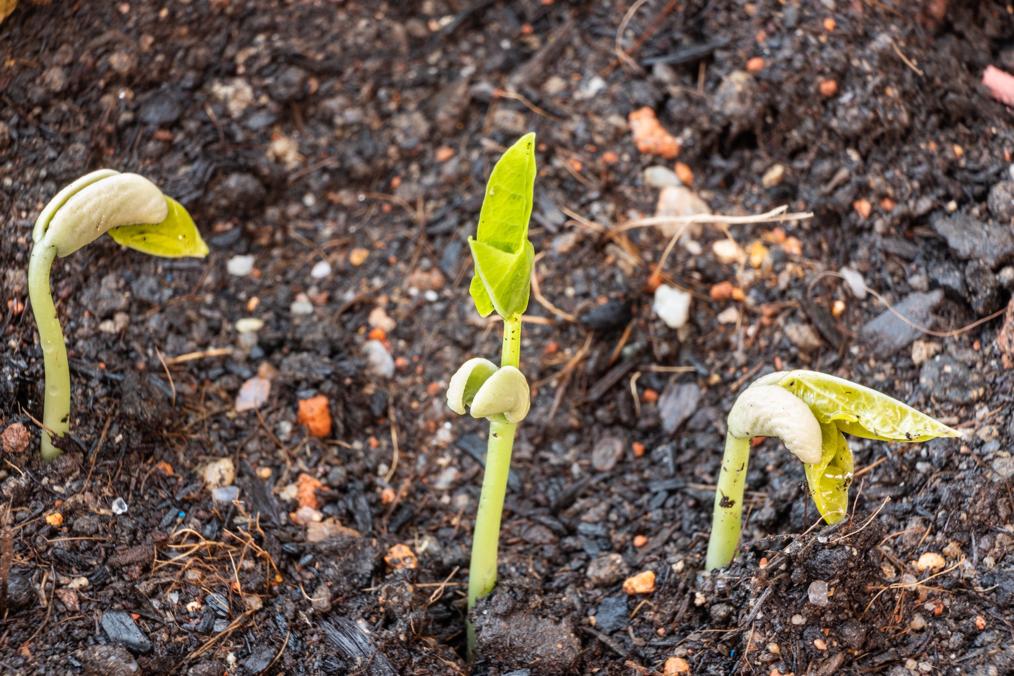 Compostage en permaculture : Comment utiliser efficacement le compost ...